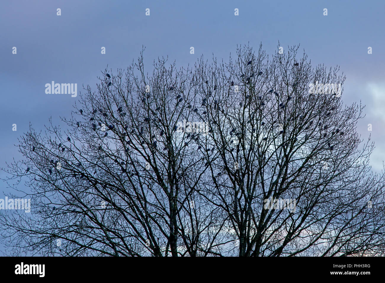 Silhouette of bare tree crest with birds sitting in it against blue ...