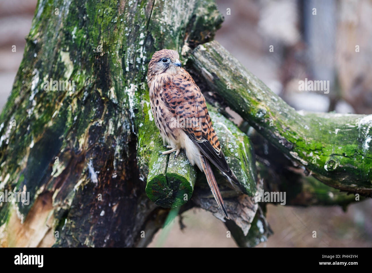 Common kestrel bird Stock Photo - Alamy