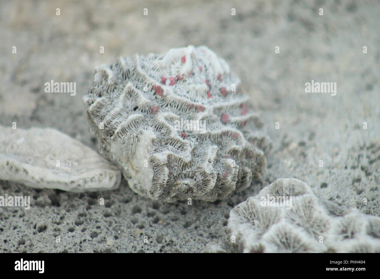 Cretaceous fossil hi-res stock photography and images - Alamy