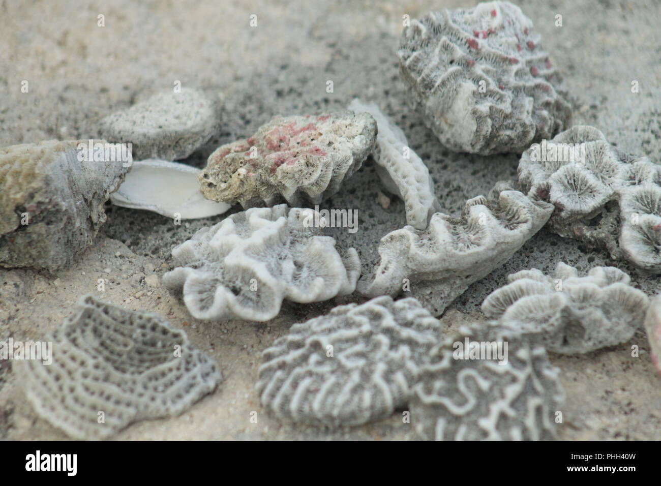 Geology fossil history hi-res stock photography and images - Alamy