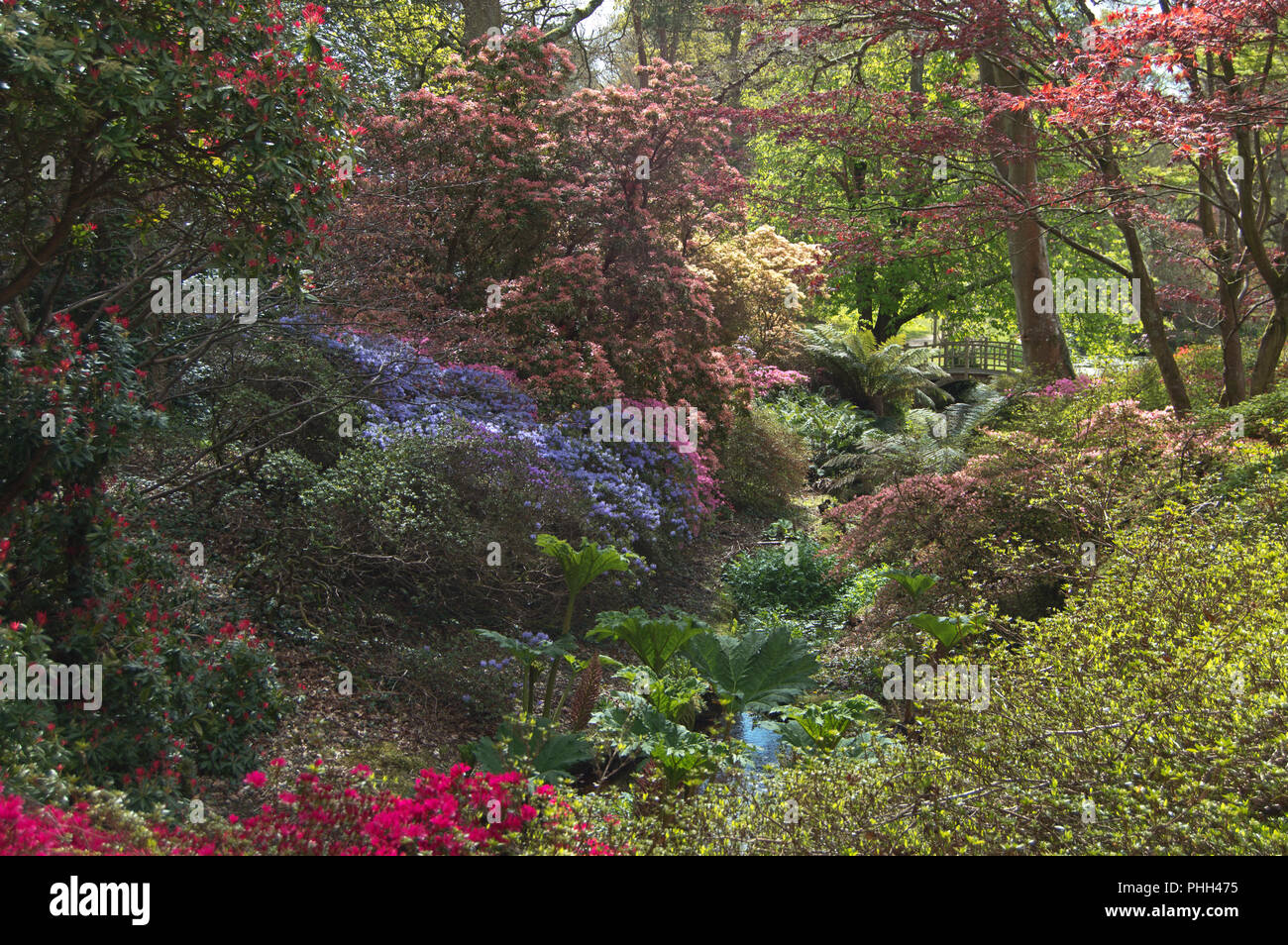 Colourful azaleas in flower at Exbury Gardens, Hampshire, England Stock ...
