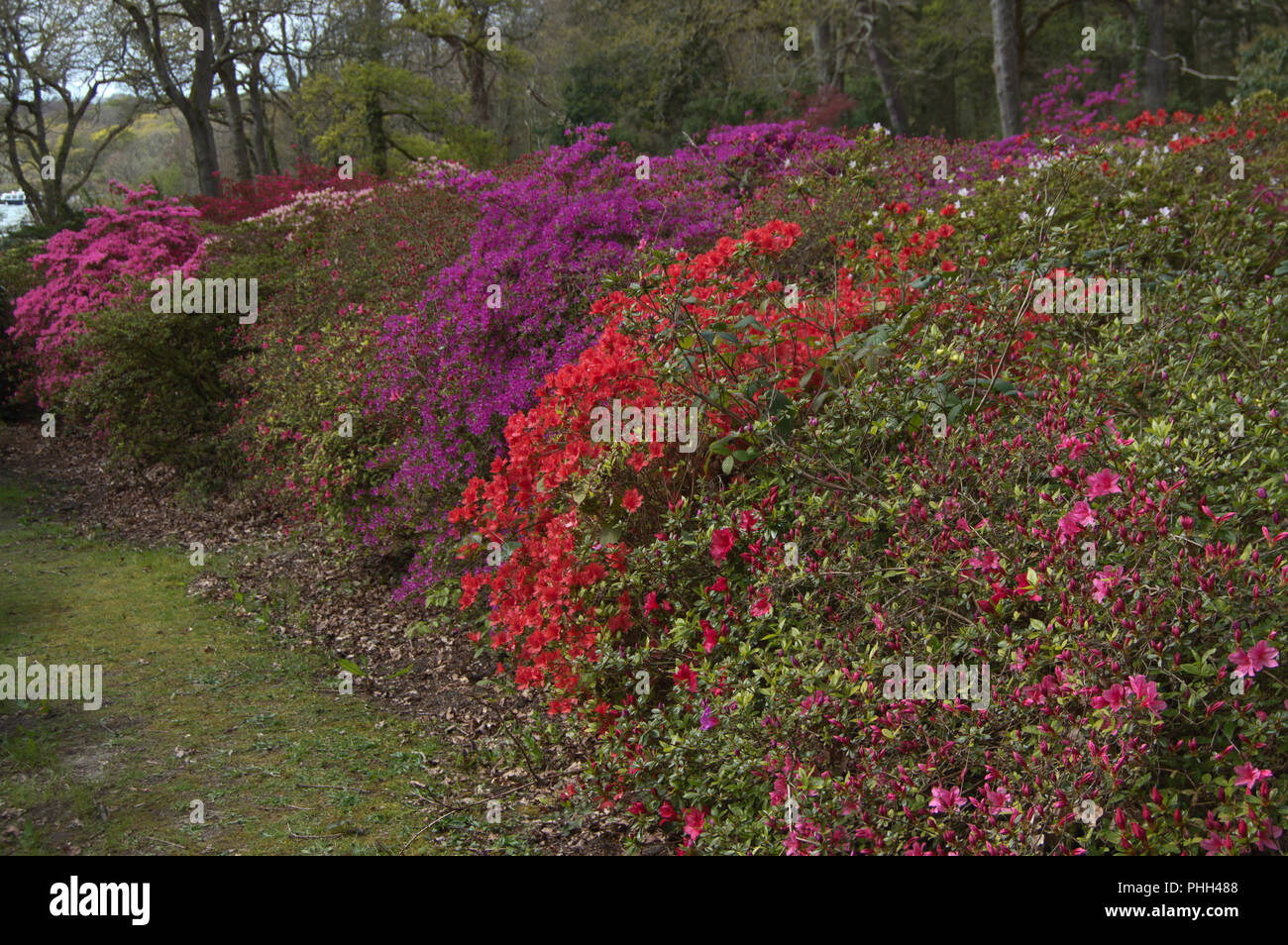 Exbury azaleas hi-res stock photography and images - Alamy