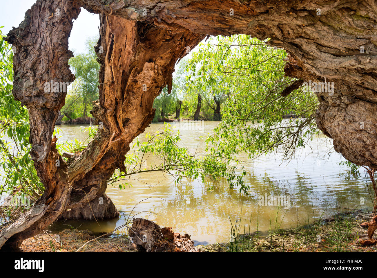 Old tree in the water Stock Photo - Alamy