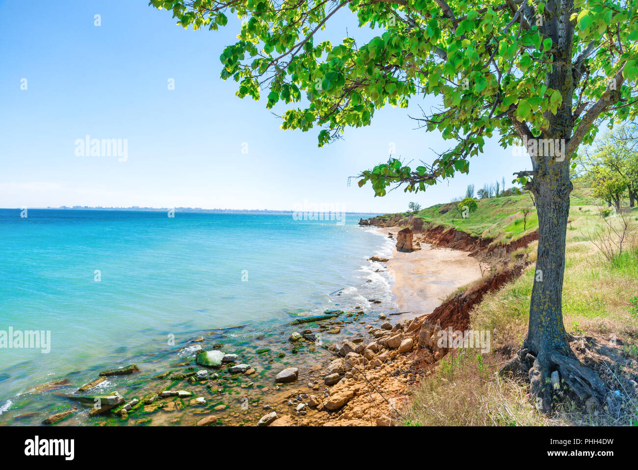 Big tree at the beach hi-res stock photography and images - Alamy