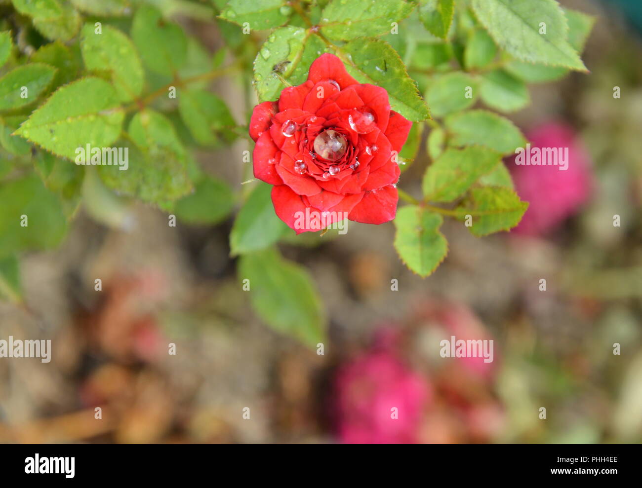 red fairy rose in garden Stock Photo - Alamy