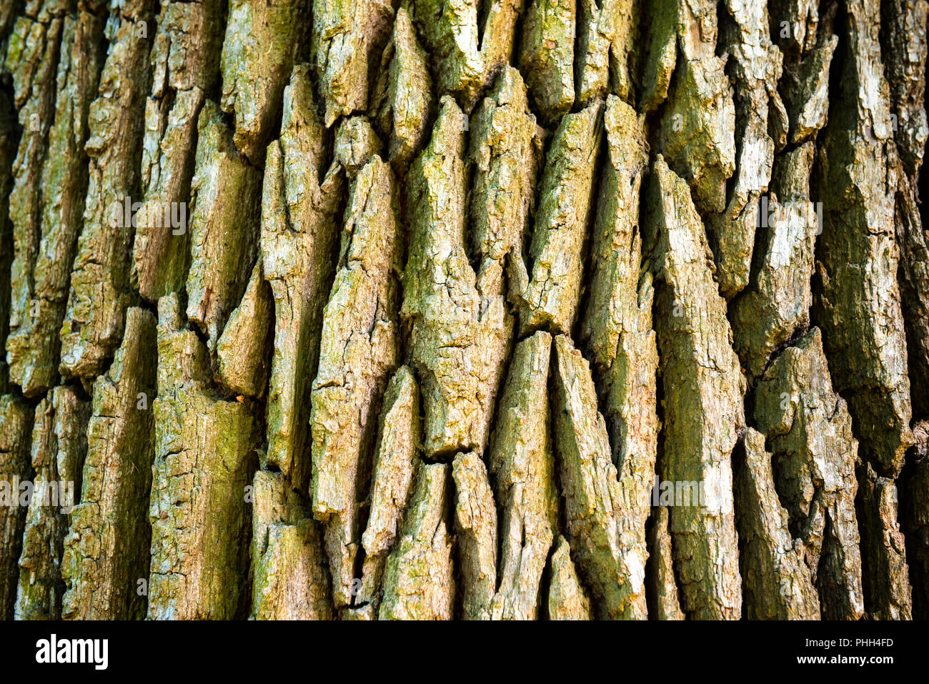 Texture of old oak tree Stock Photo - Alamy