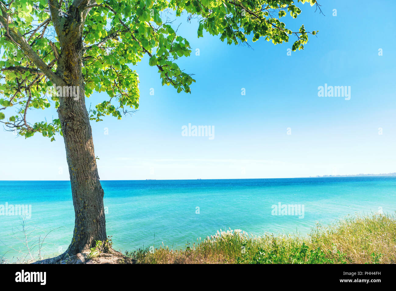 Big green tree on the beach Stock Photo - Alamy