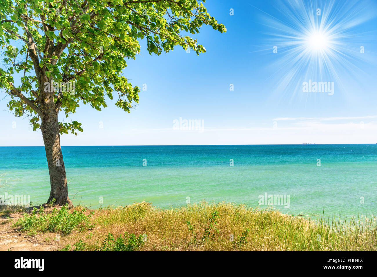 Big green tree on the beach Stock Photo - Alamy