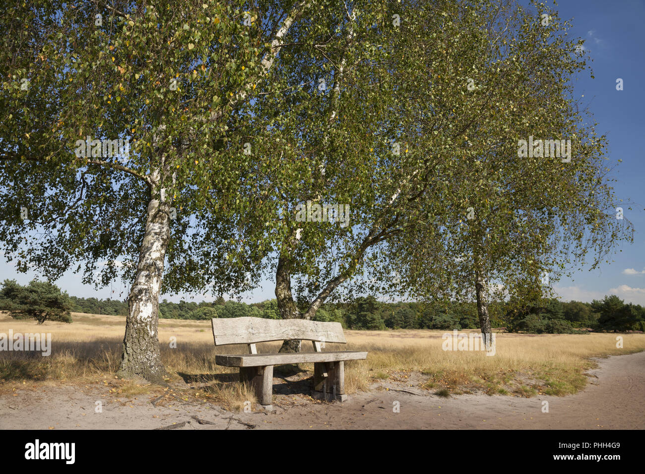 Bench under a birch tree at the heather landscape Stock Photo - Alamy