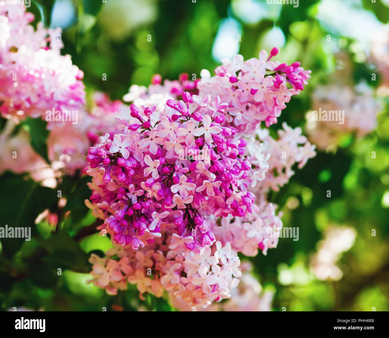 Pink and lilac hi-res stock photography and images - Alamy