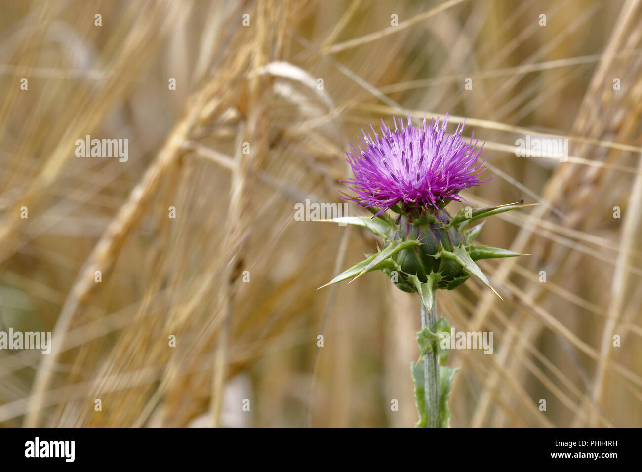 Stinging grains hi-res stock photography and images - Alamy