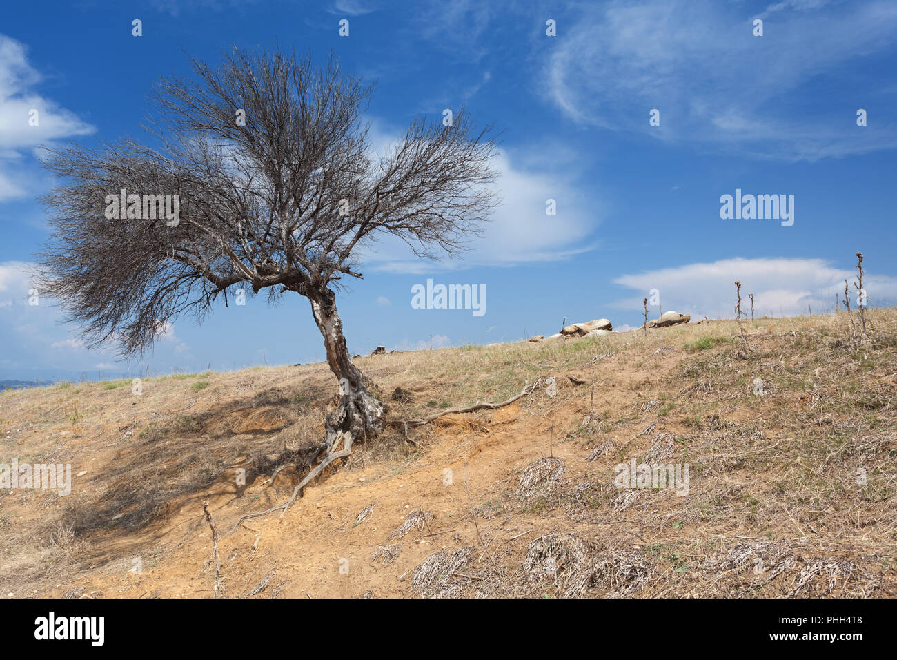 Lonely dead tree in dry empty rocky land Stock Photo - Alamy