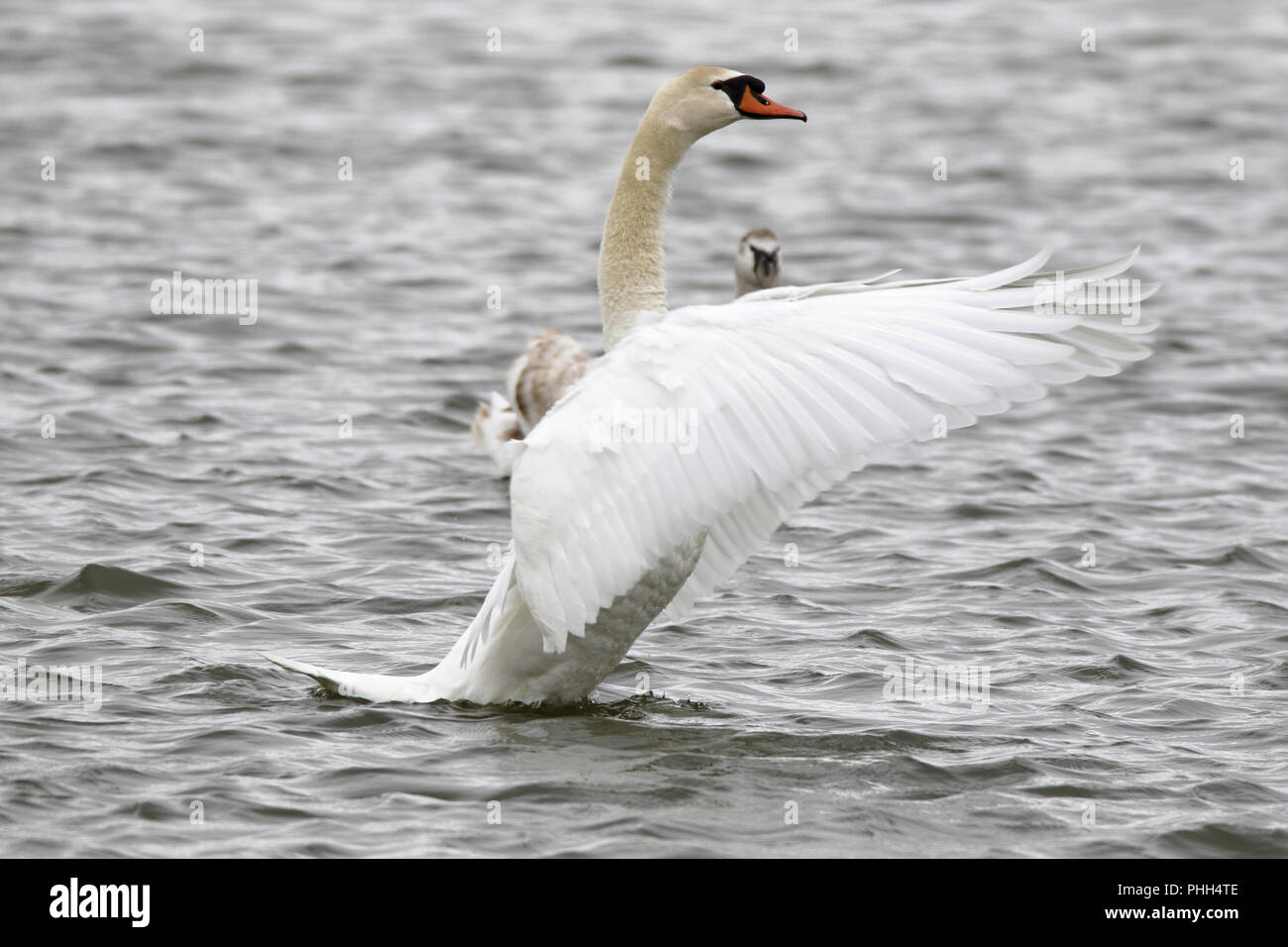 A swan spreads its wings Stock Photo - Alamy