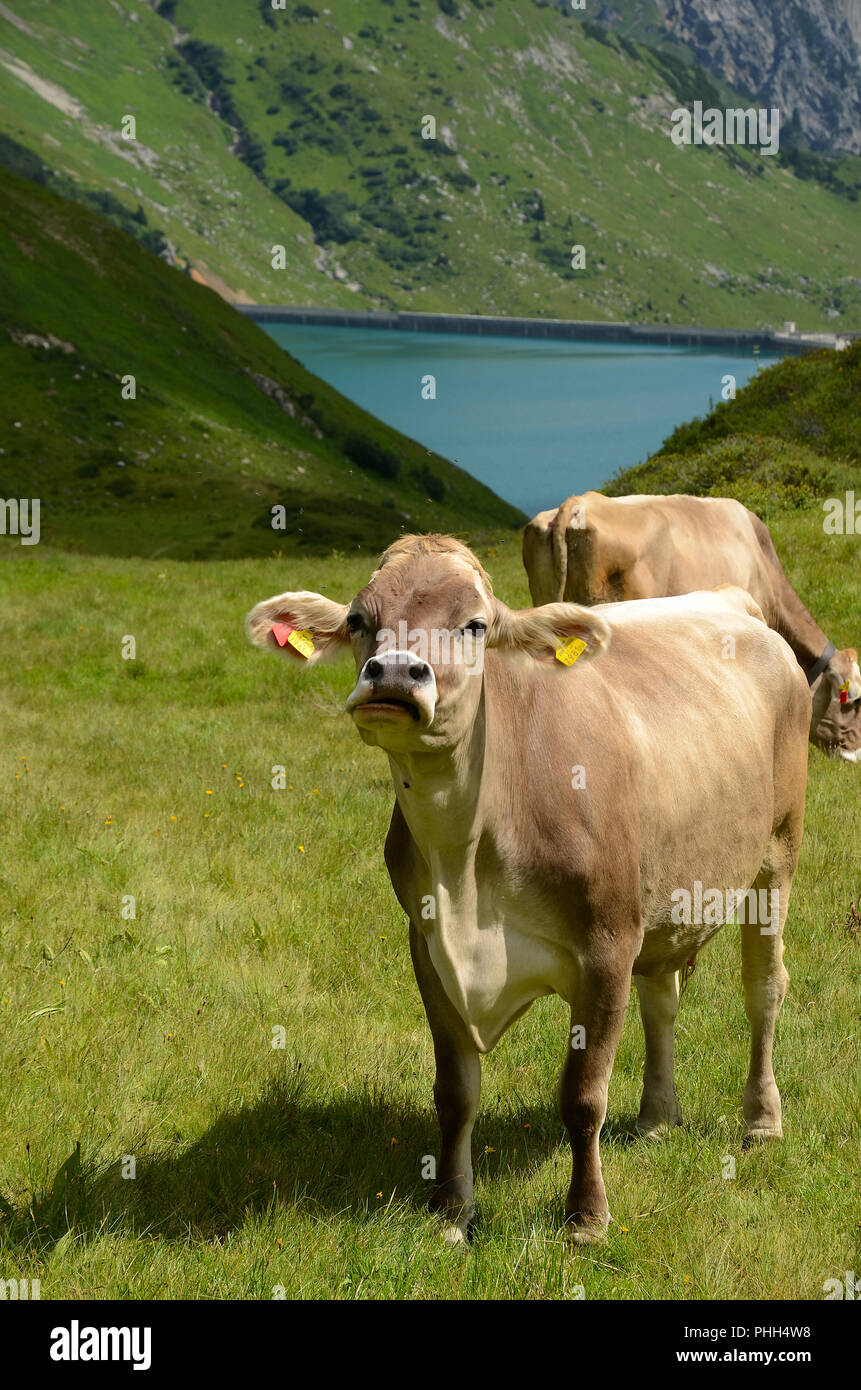 Alpine cow hi-res stock photography and images - Alamy