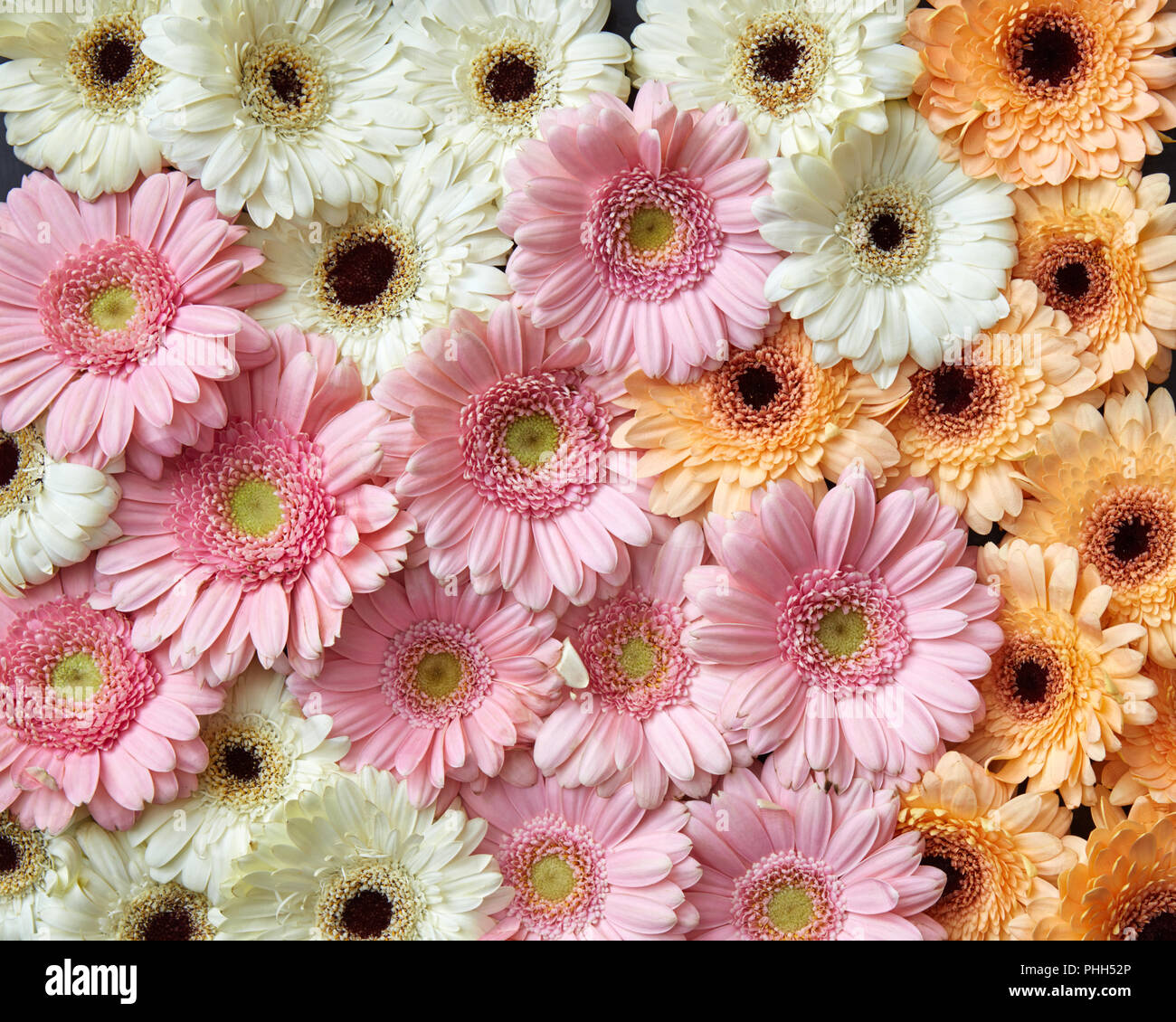 Beautiful floral background of different flowers gerberas. Spring ...