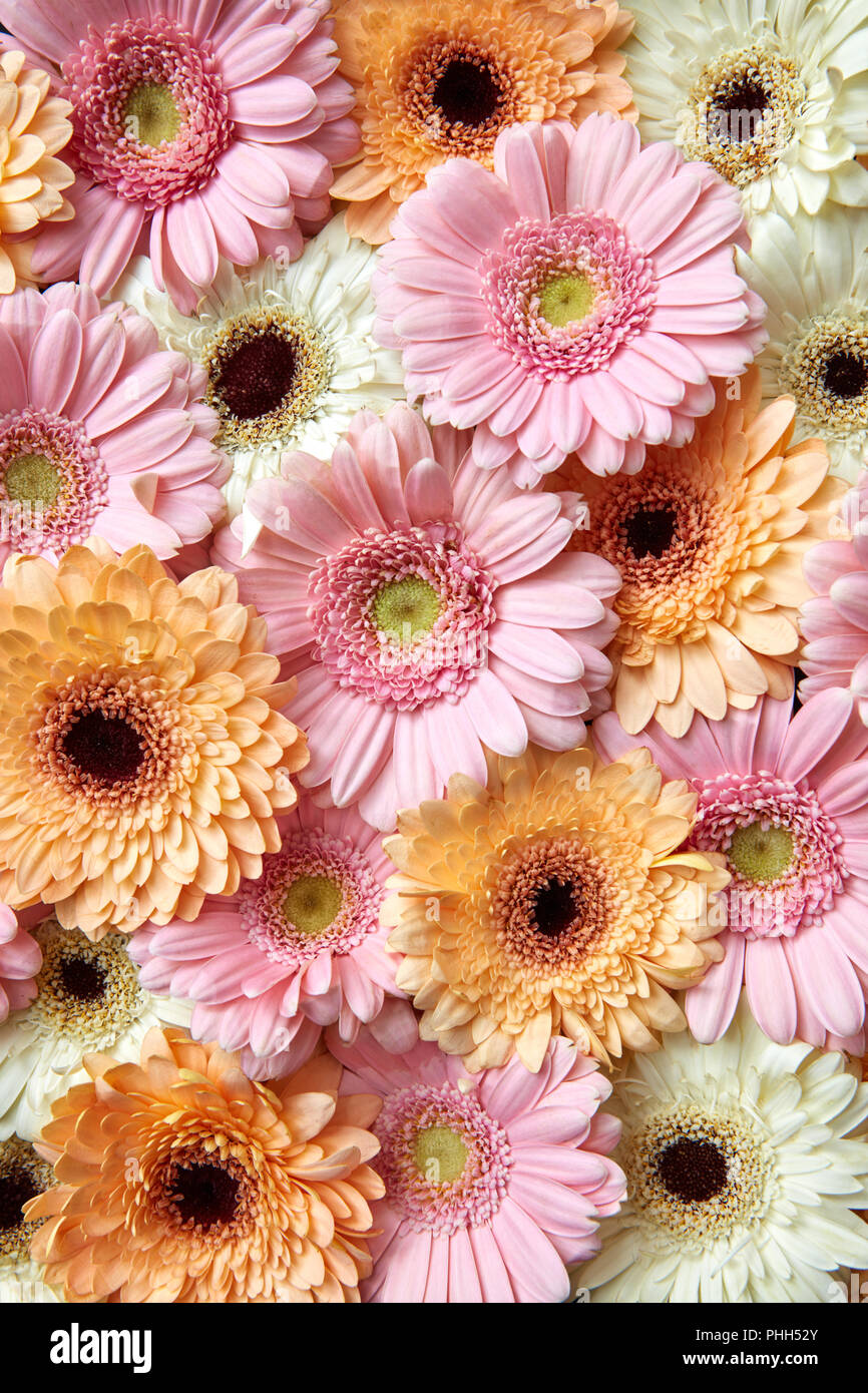 Floral background of beautiful gerberas. Flower concept Stock Photo - Alamy