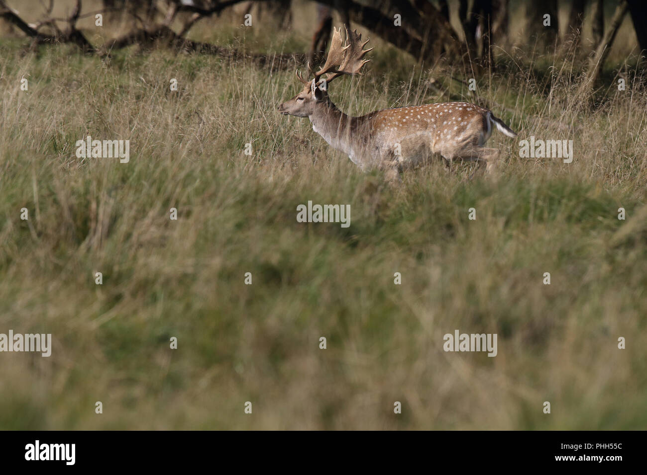 Fallow deer, mating season Stock Photo - Alamy
