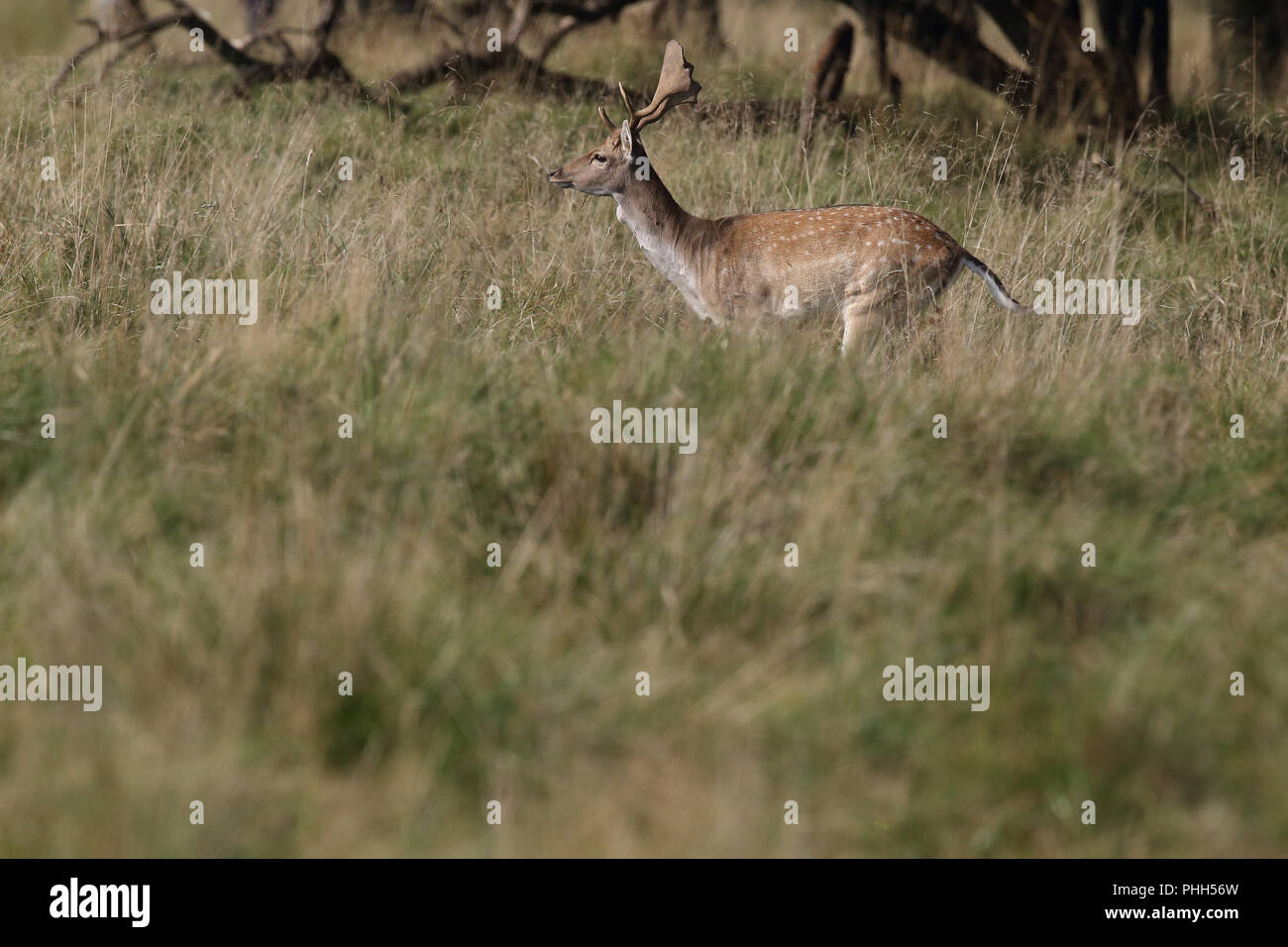 Fallow deer, mating season Stock Photo - Alamy