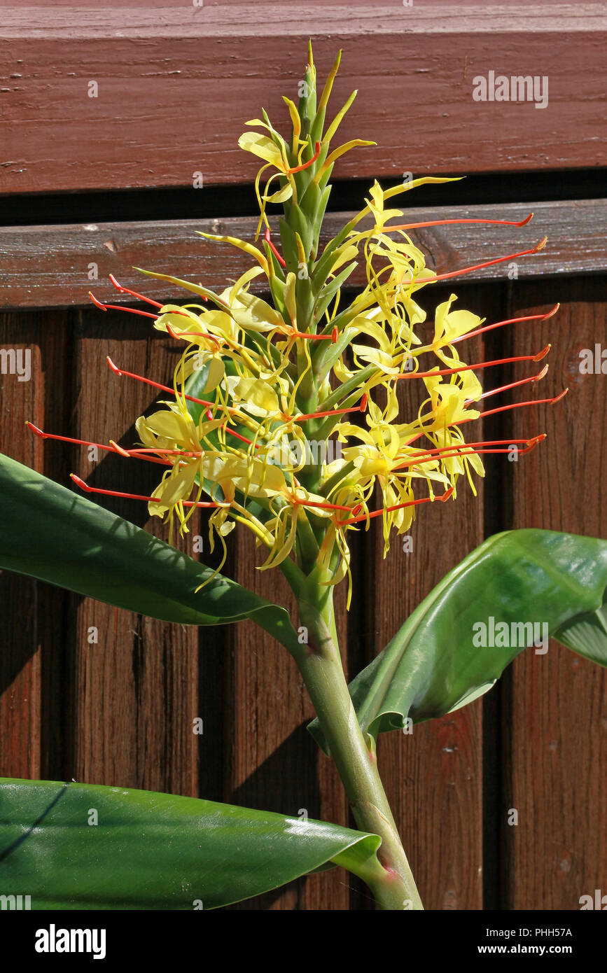 Ornamental ginger hi-res stock photography and images - Alamy
