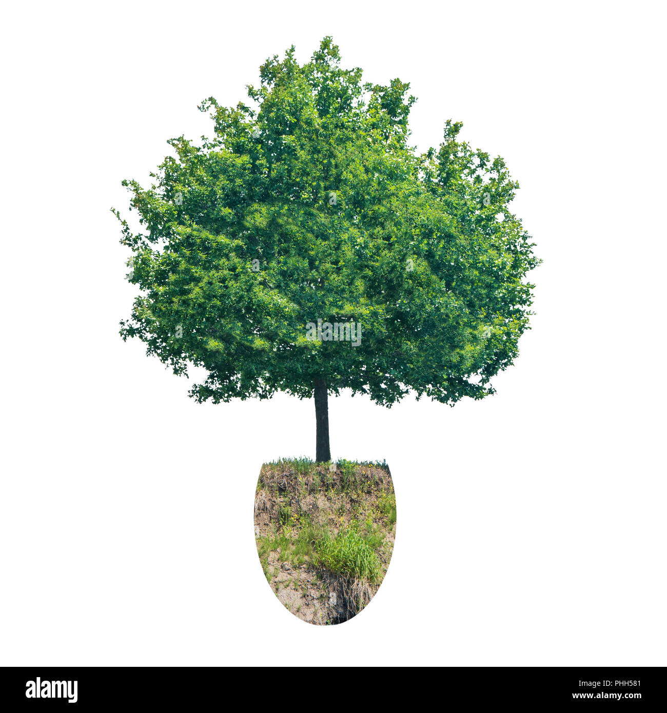 Large oak tree roots Cut Out Stock Images & Pictures - Alamy