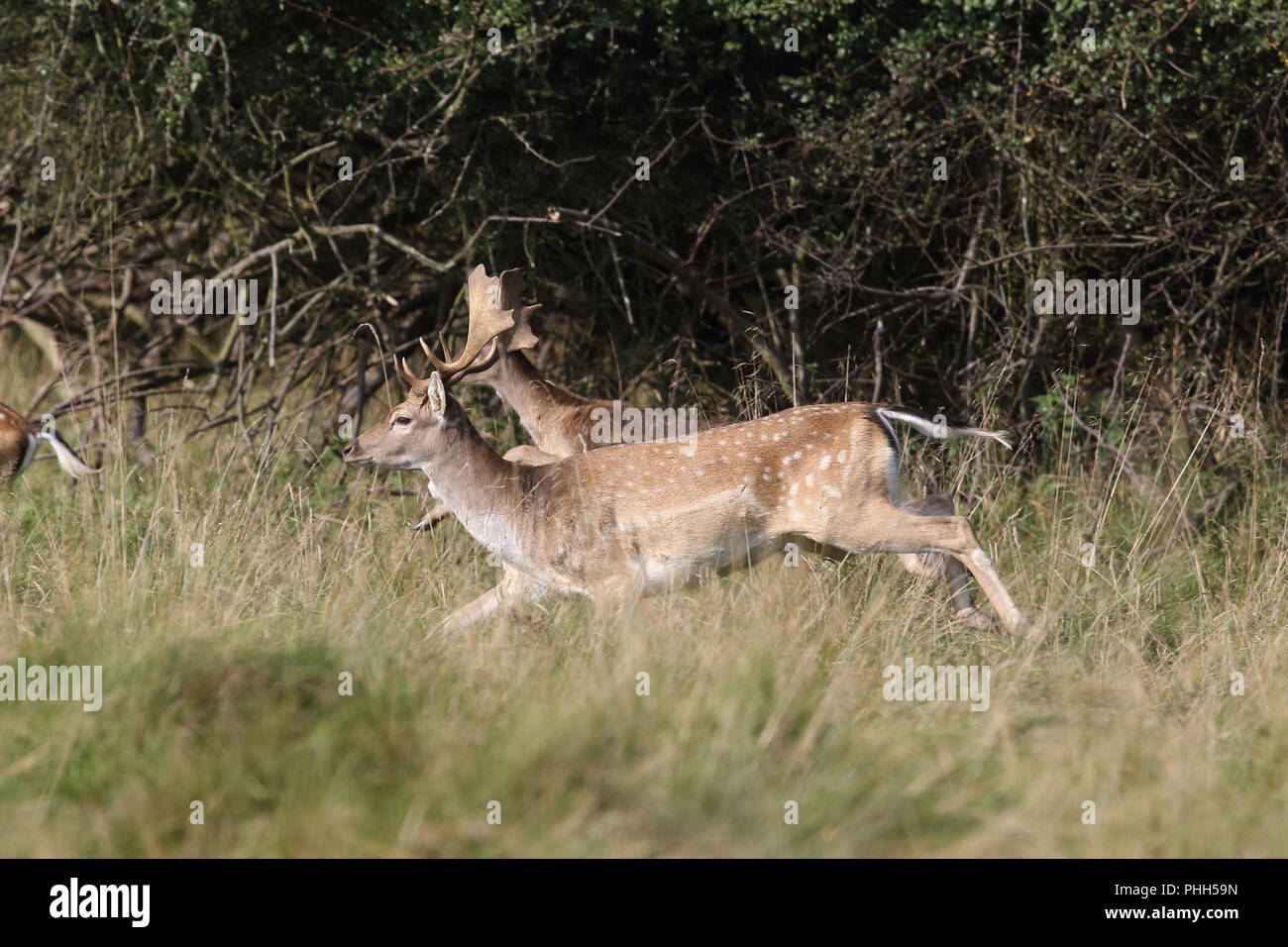 Fallow deer, mating season Stock Photo - Alamy