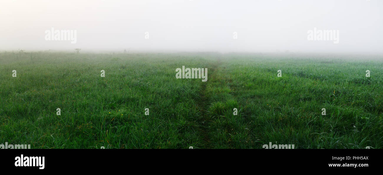 Grass fog hi-res stock photography and images - Alamy
