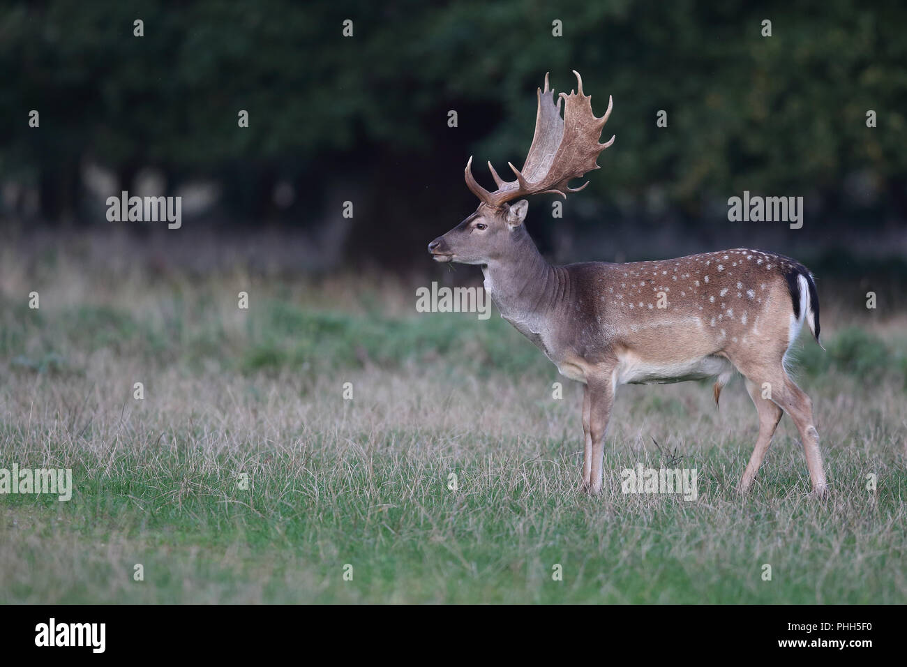 Fallow deer, mating season Stock Photo - Alamy