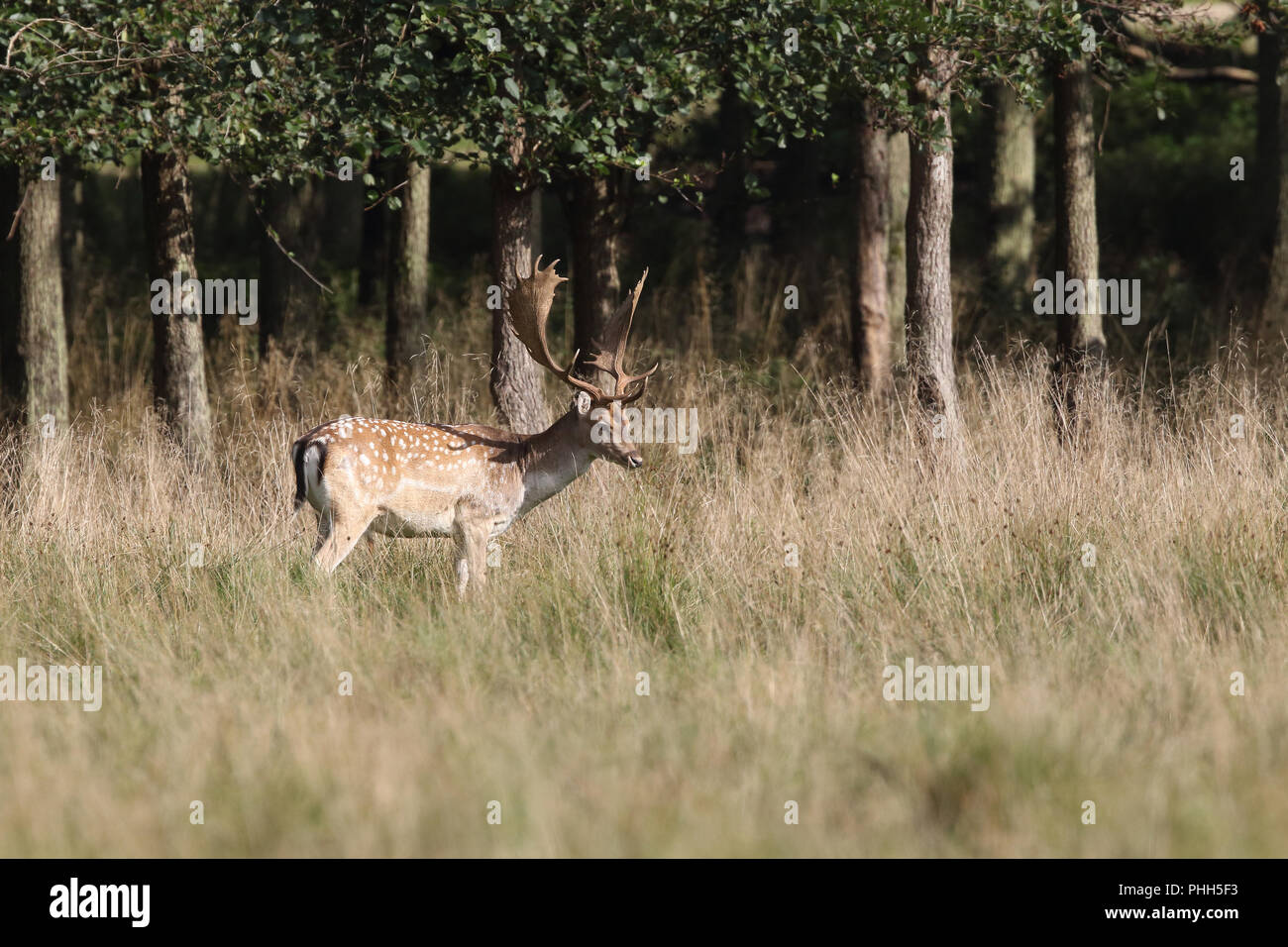 Fallow deer, mating season Stock Photo - Alamy