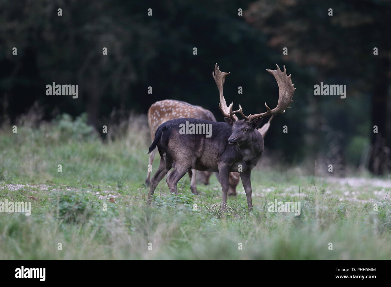Fallow deer, mating season Stock Photo - Alamy
