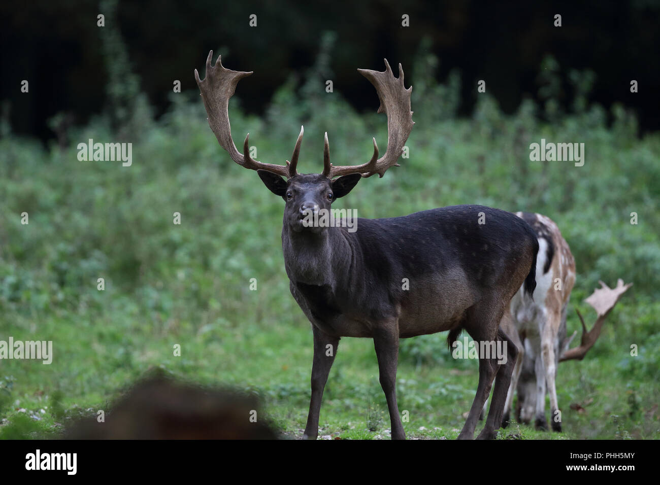 Fallow deer, mating season Stock Photo - Alamy