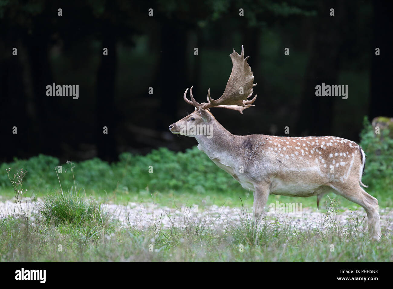 Fallow deer, mating season Stock Photo - Alamy