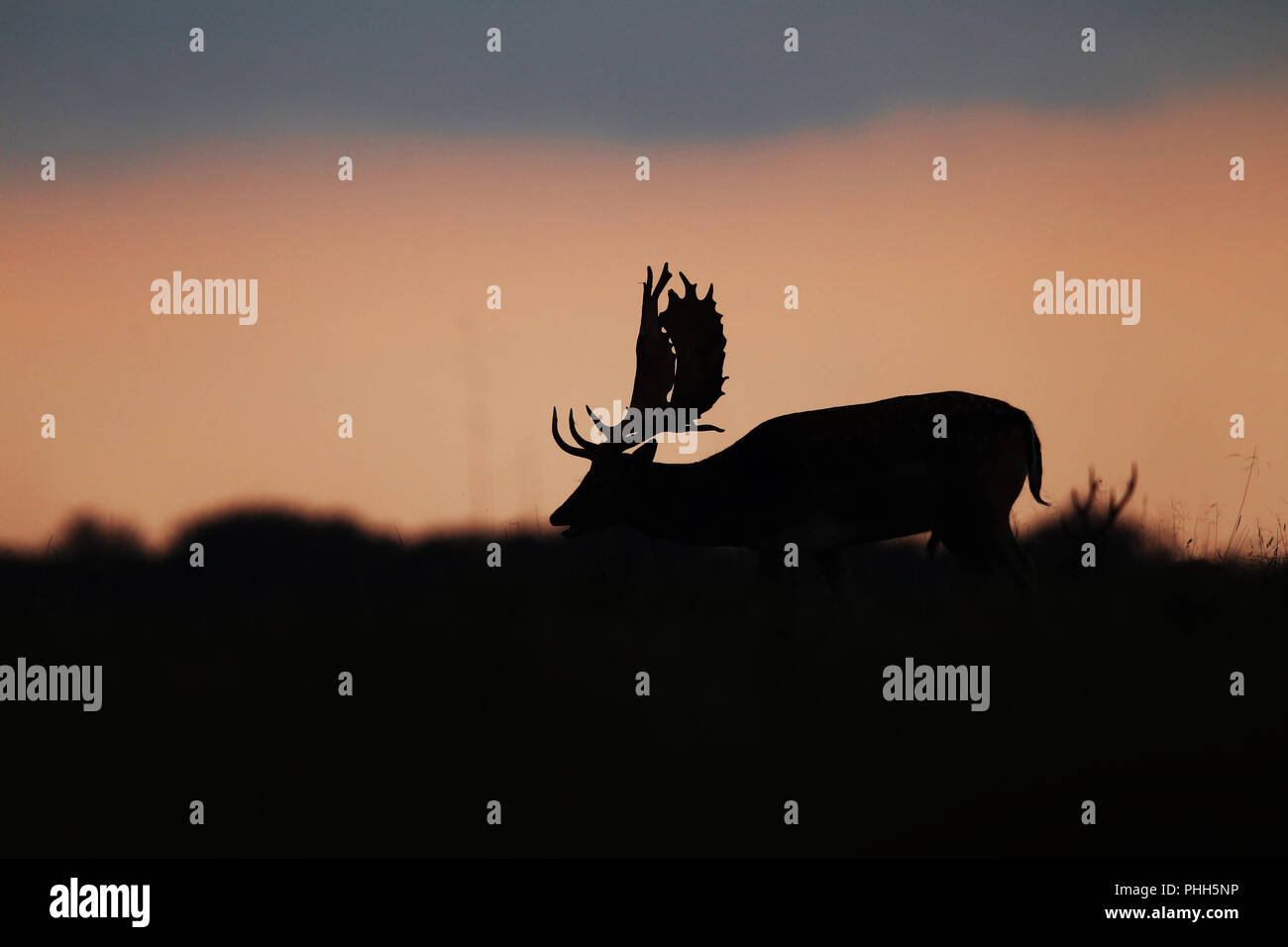 Cattle mating season hi-res stock photography and images - Alamy