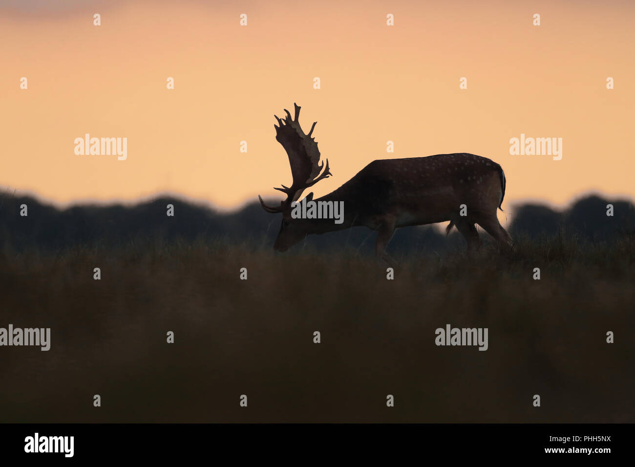 Fallow deer, mating season Stock Photo - Alamy