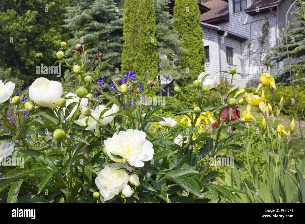 White peonies hi-res stock photography and images - Alamy