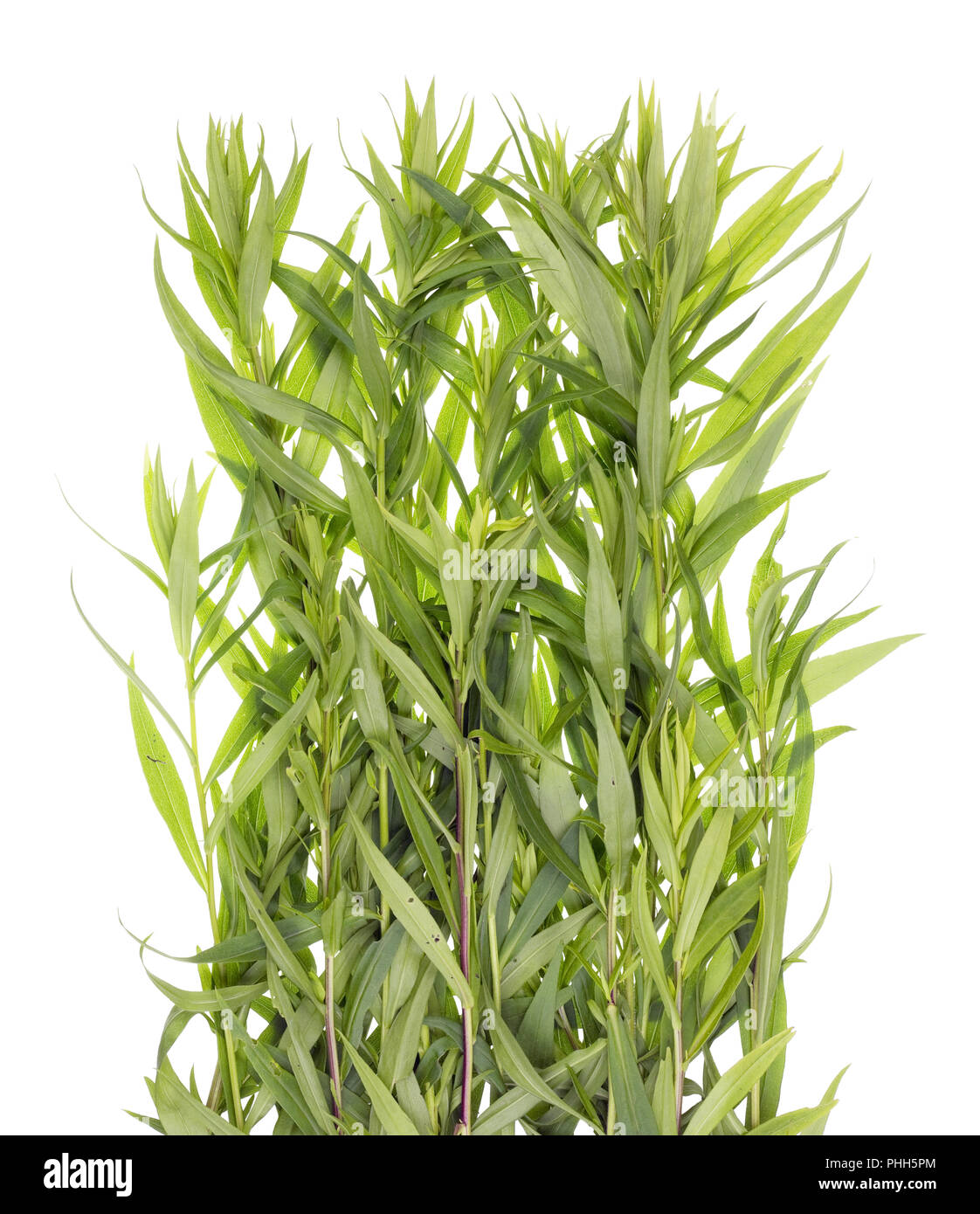 Long grass background hi-res stock photography and images - Alamy