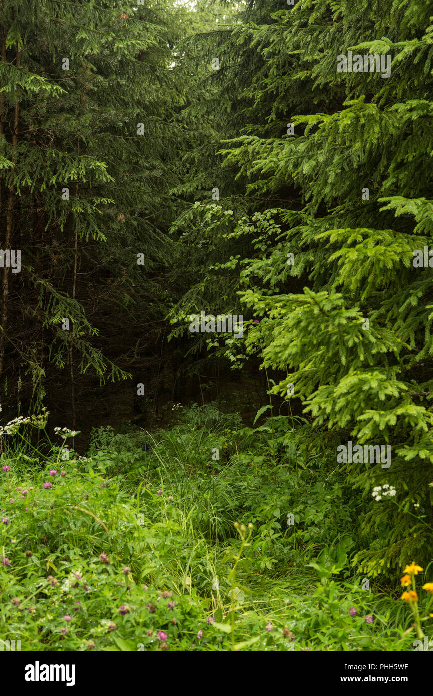 Furry fir branches in the forest close-up Stock Photo - Alamy