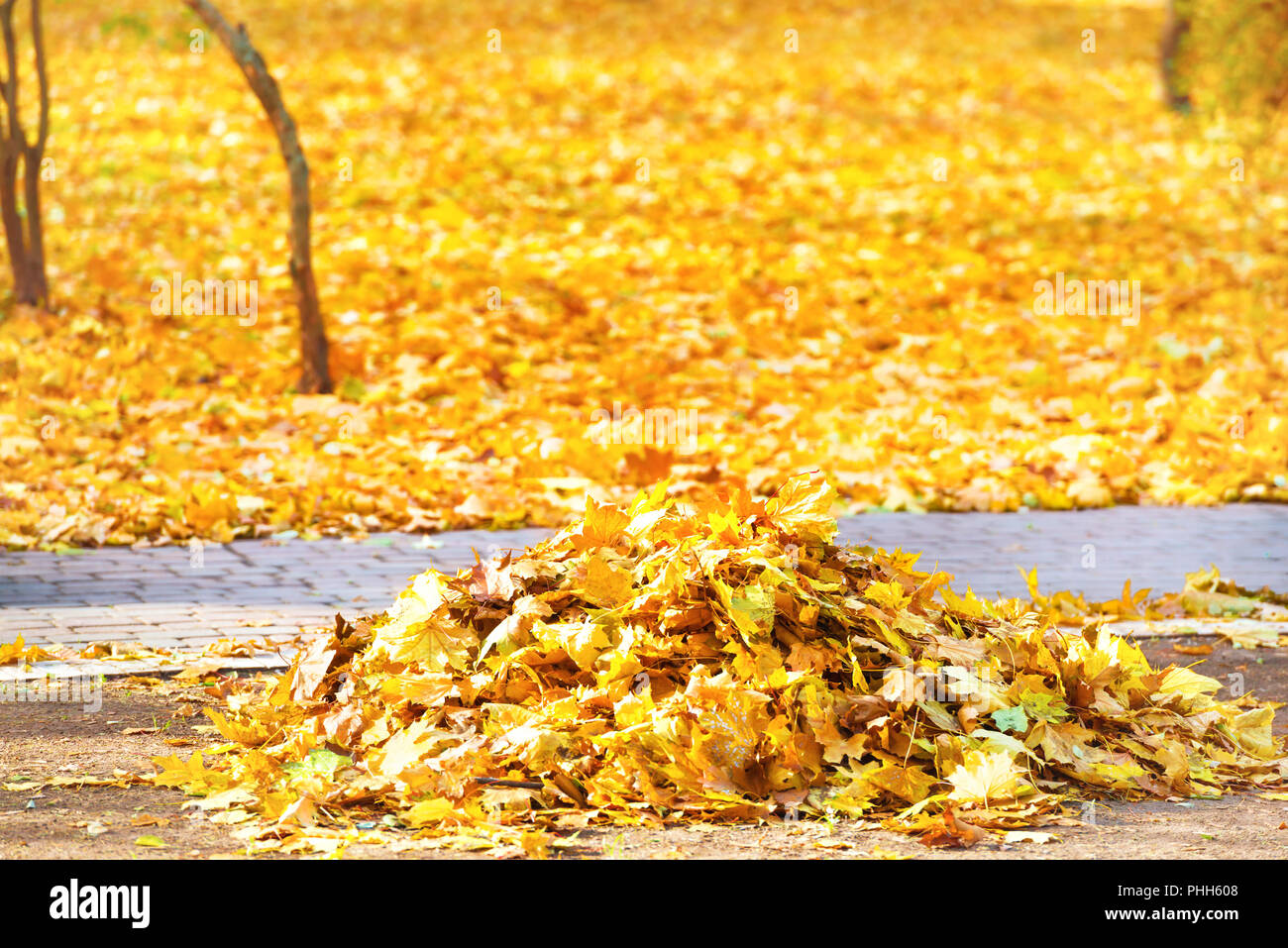 Heap leaves autumn hi-res stock photography and images - Alamy