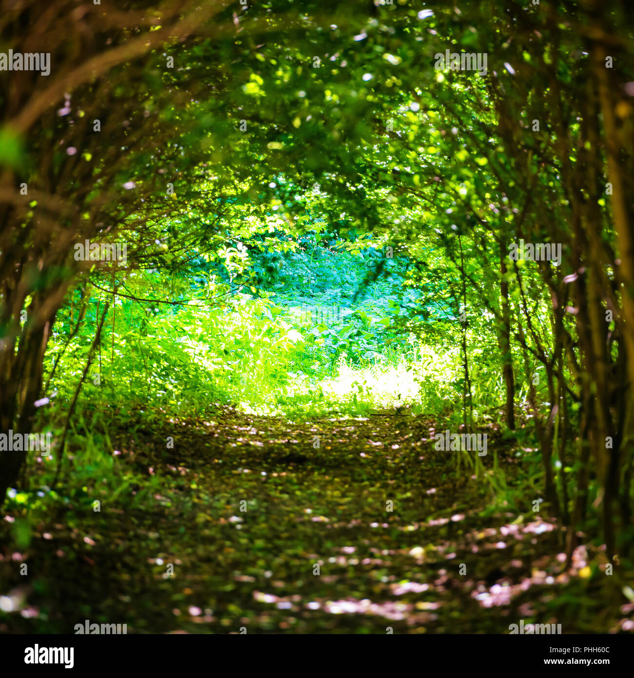 Magical forest with path to the light Stock Photo - Alamy