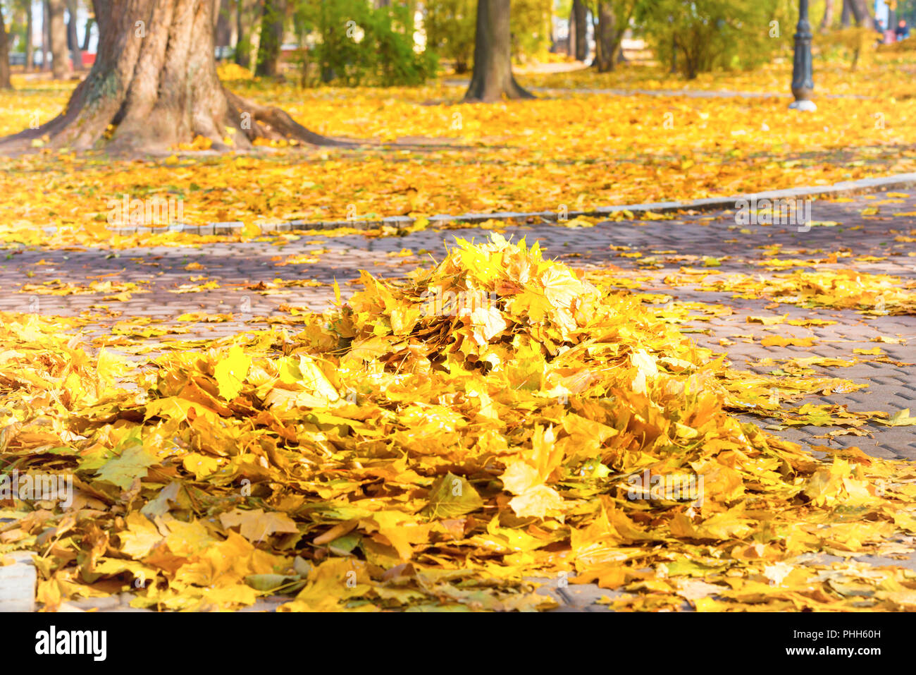 Heap leaves autumn hi-res stock photography and images - Alamy