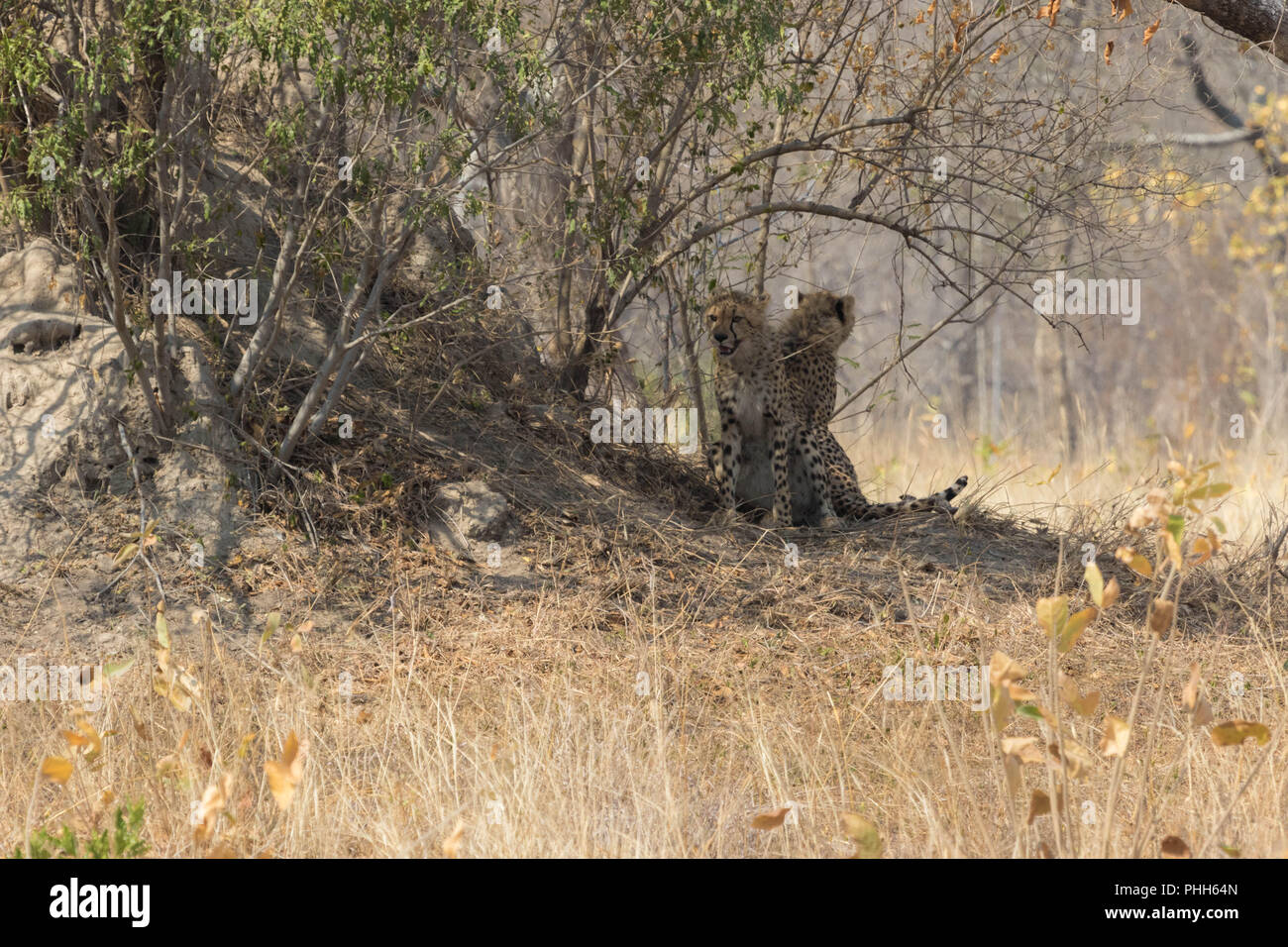 Cheetah having rest under a tree Stock Photo - Alamy