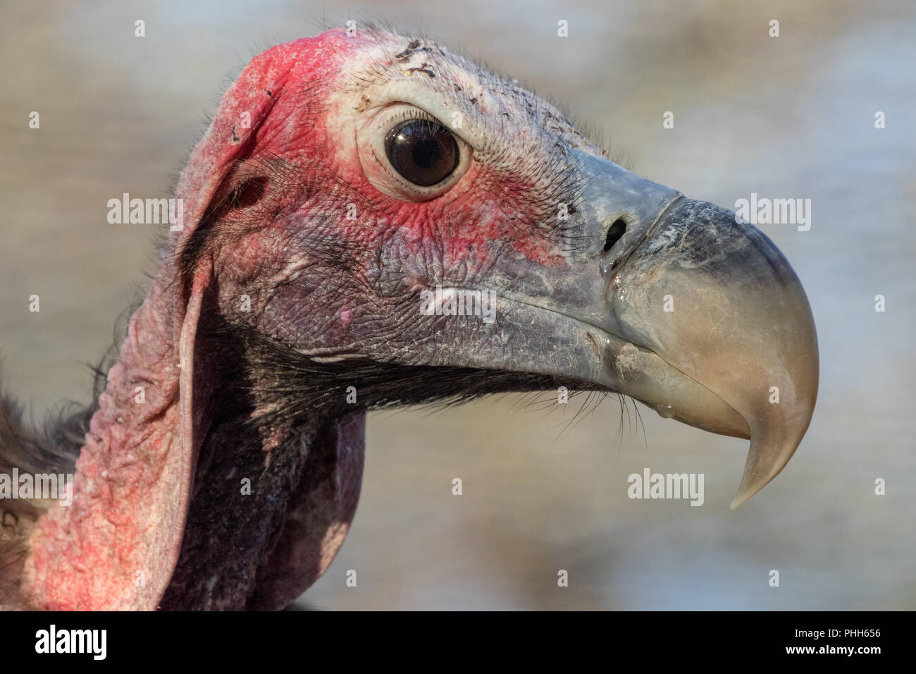 Lapped face hi-res stock photography and images - Alamy