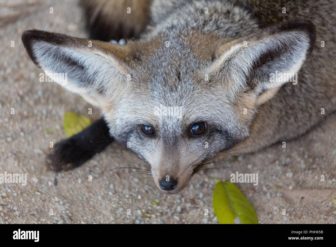 Bat eared fox Namibia Stock Photo - Alamy