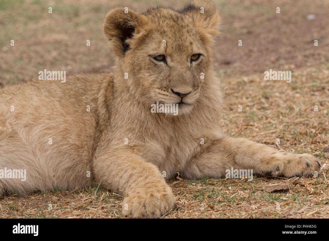 Male lion with cub africa hi-res stock photography and images - Alamy