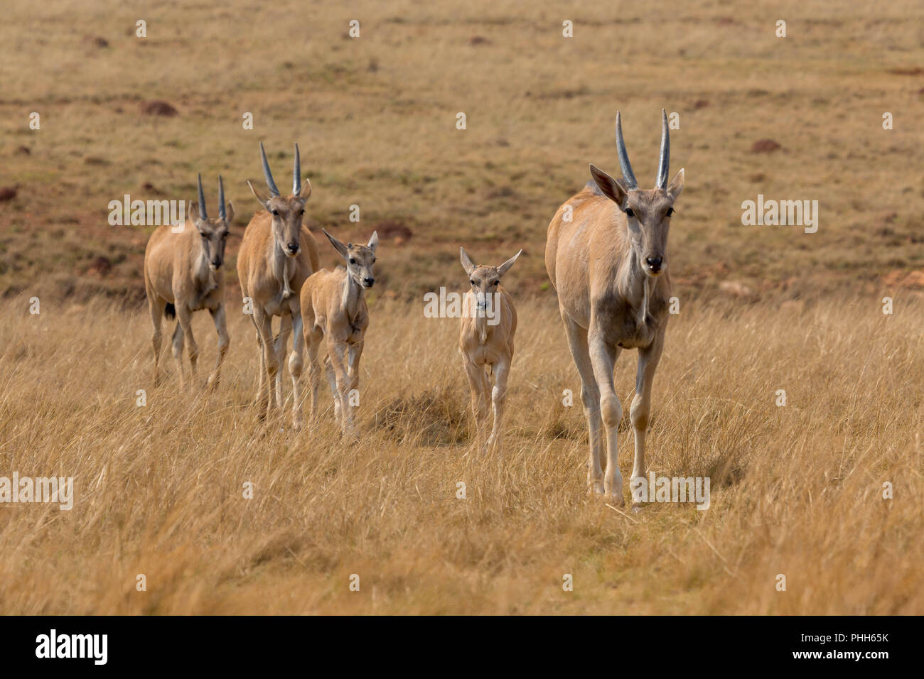 bunch of cape eland Stock Photo - Alamy
