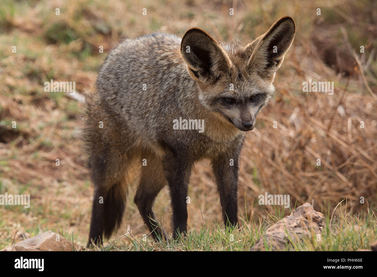 bat eared fox Stock Photo - Alamy