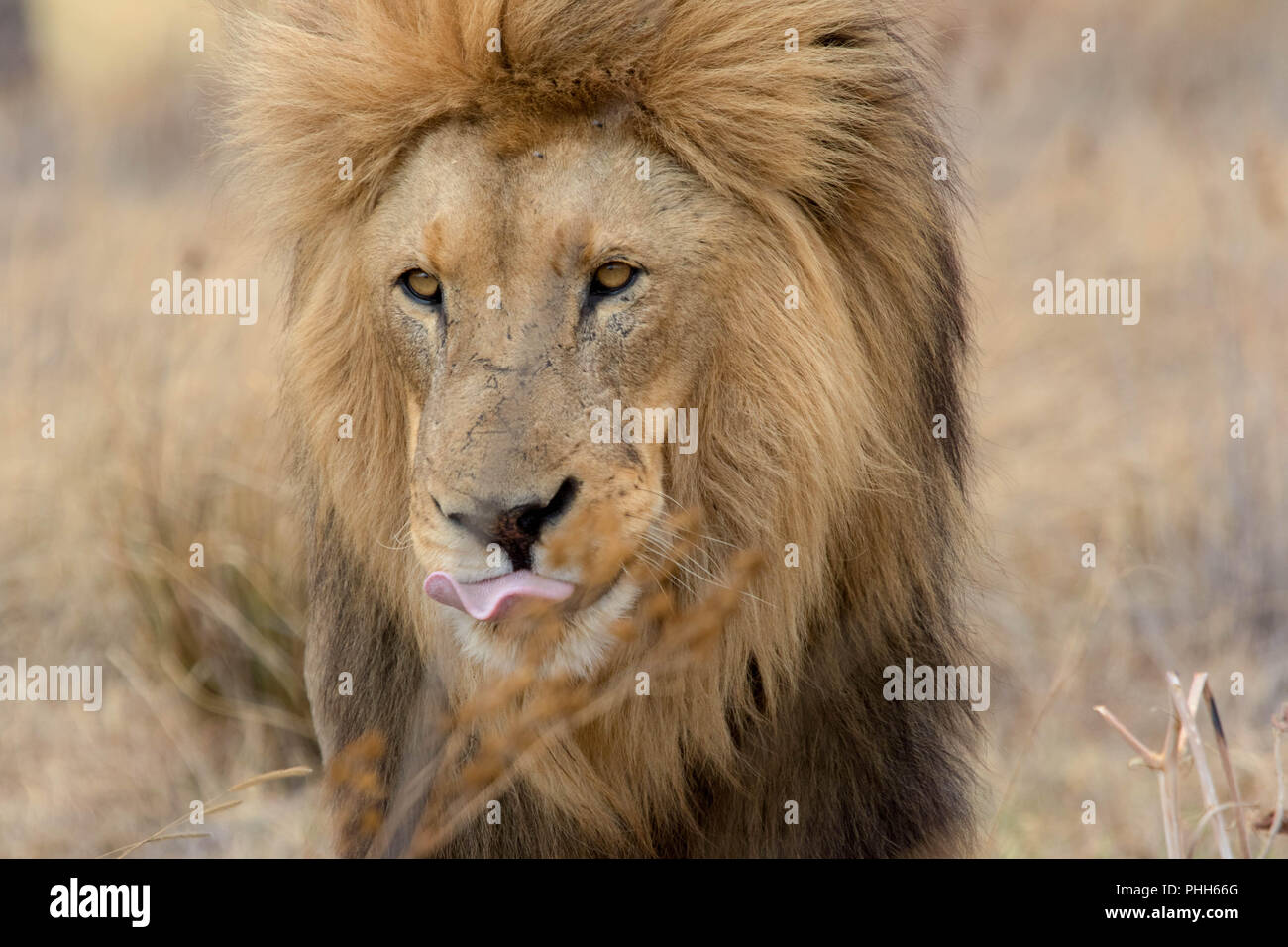 Close up lions hi-res stock photography and images - Alamy