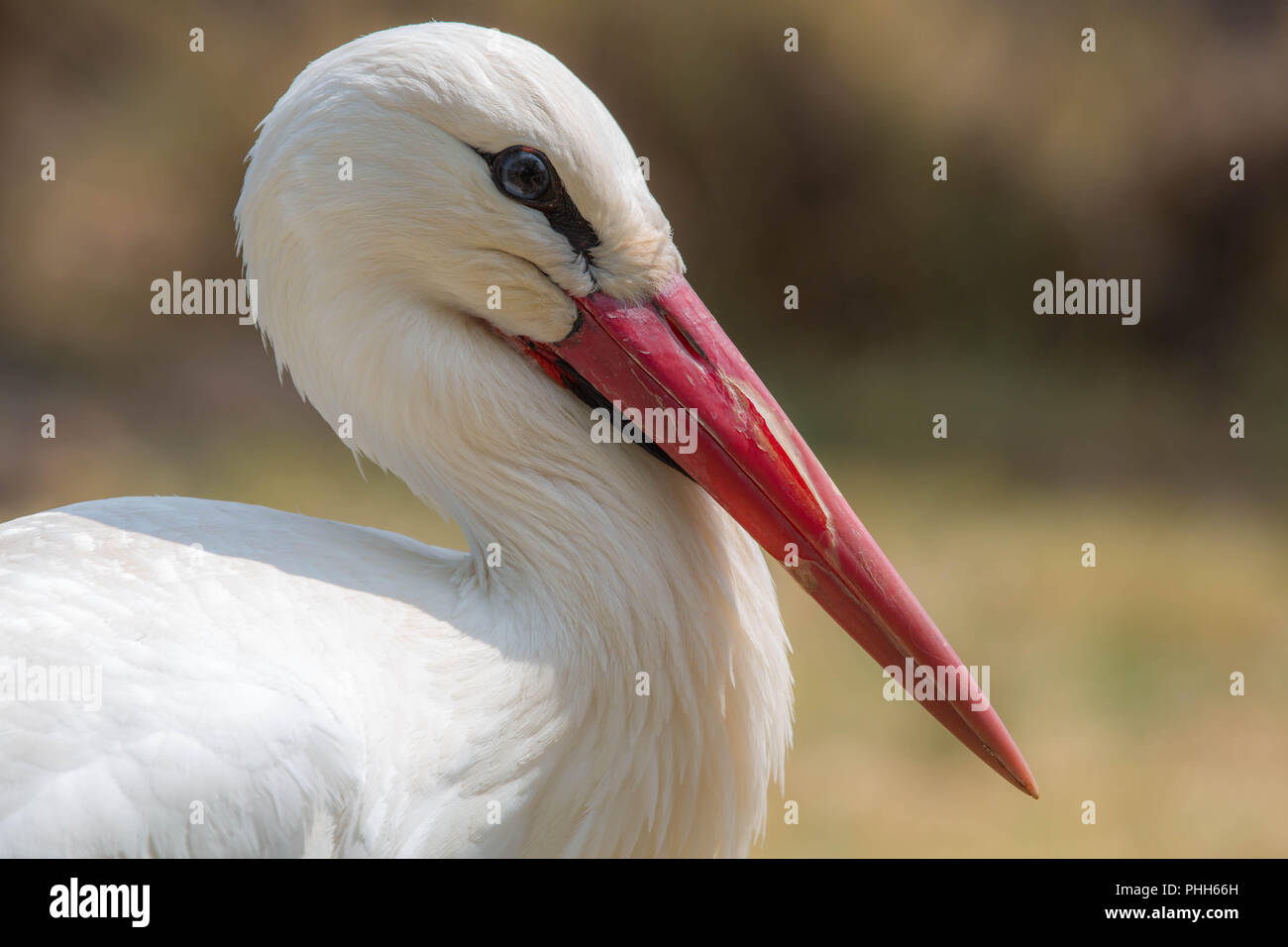 White stork south africa Stock Photo - Alamy