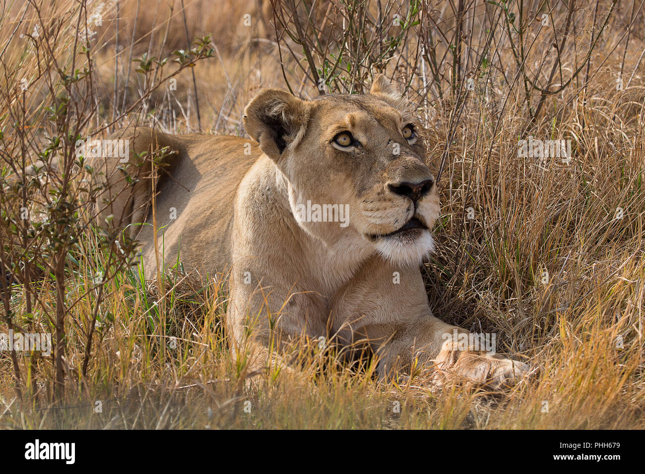 Lioness cub hi-res stock photography and images - Alamy