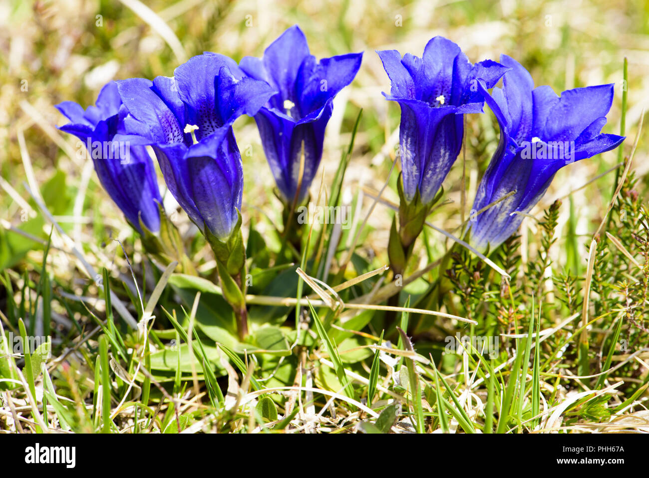 Bavarian Blue Flowers Blooming High Resolution Stock Photography and ...