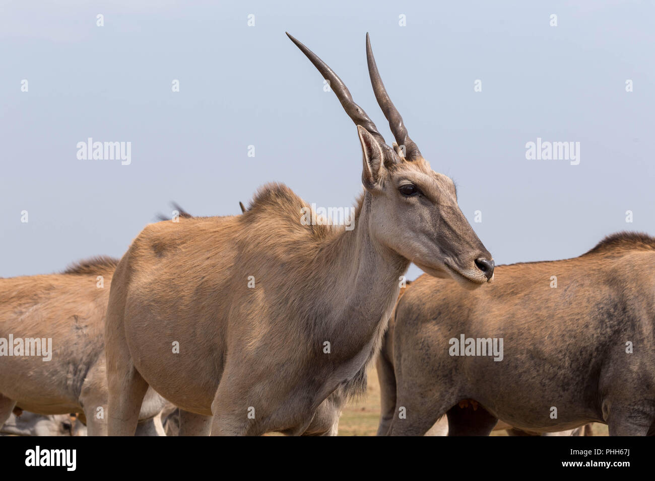 bunch of cape eland south africa Stock Photo - Alamy